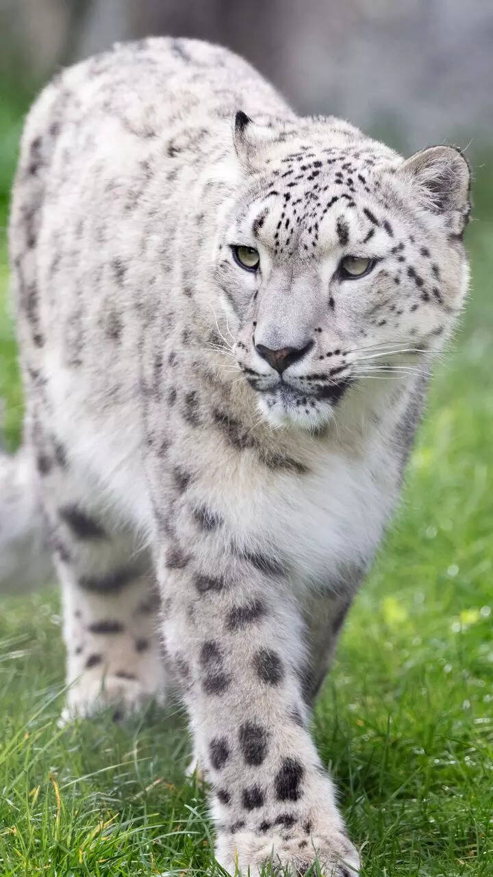 Animals With Spotted Fur