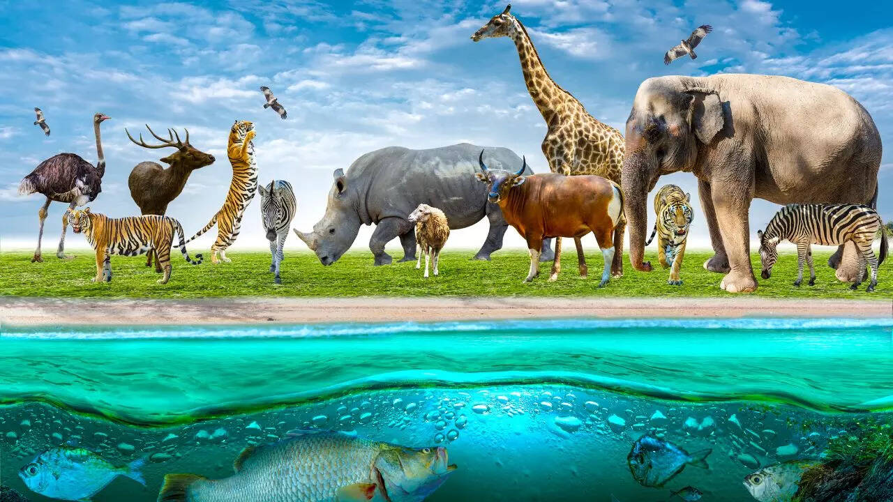 5 countries and their national animals