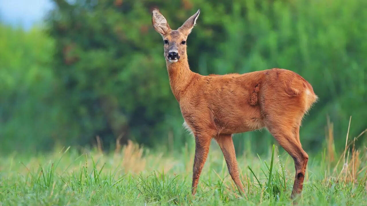 10 largest deer species in the world