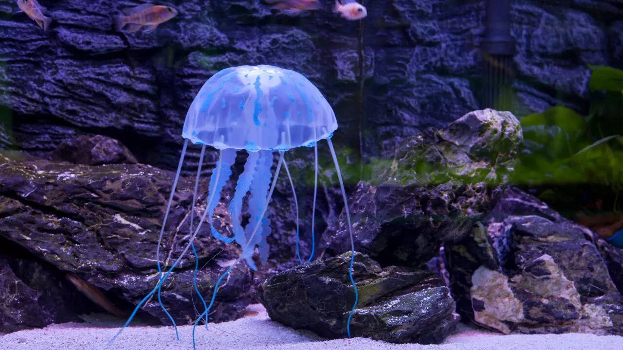 5 largest jellyfish species in the world and their unique traits