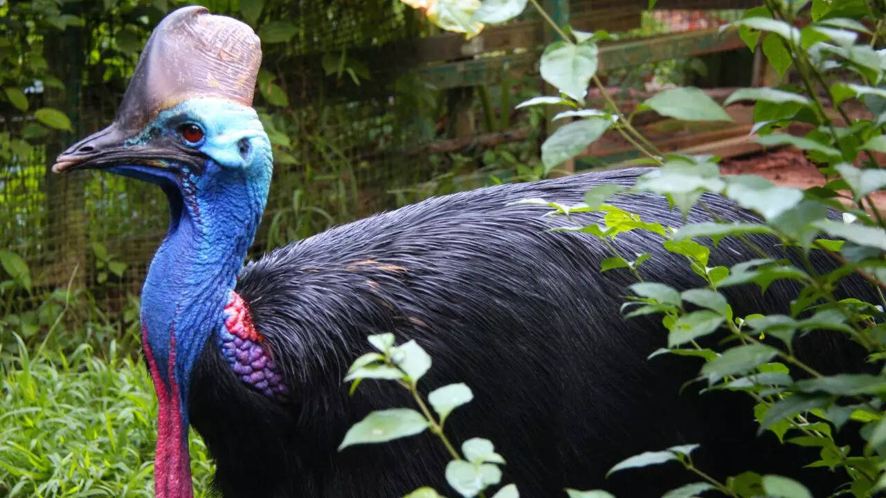 7 largest birds in the world and what makes them special