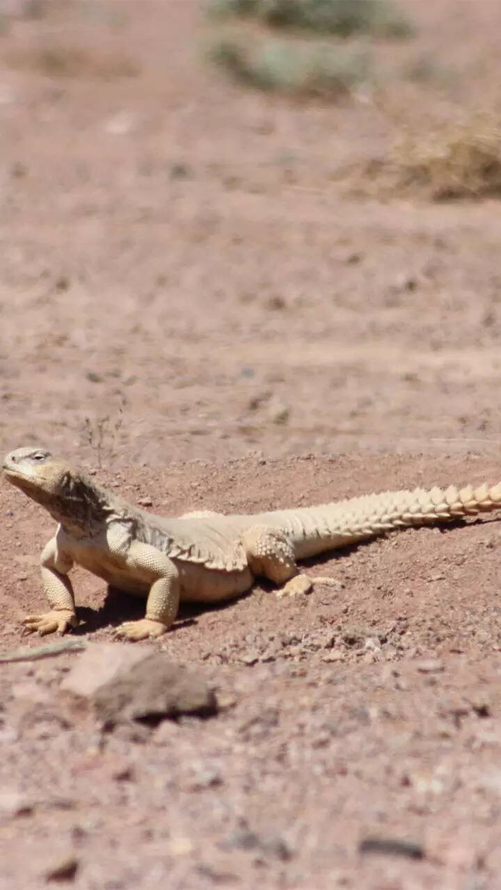 Indian Desert Animals With Names Desert Animals Images – Browse