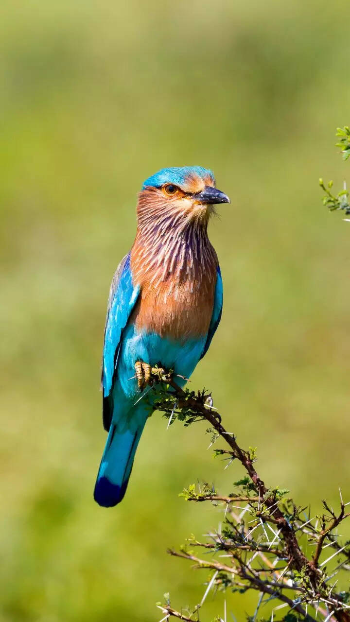 Indian Birds With Name