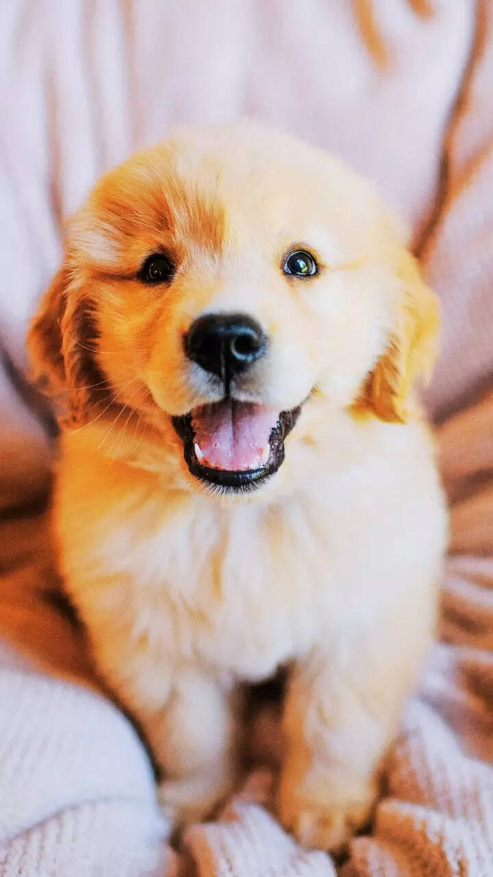 Cute Puppy Wallpaper For Phone Aesthetic - Infoupdate.org