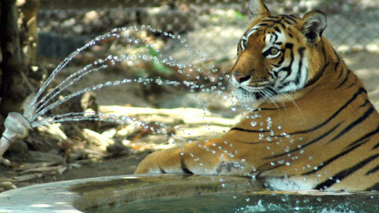 On this day in 1972: India crowned Royal Bengal Tiger as its national ...