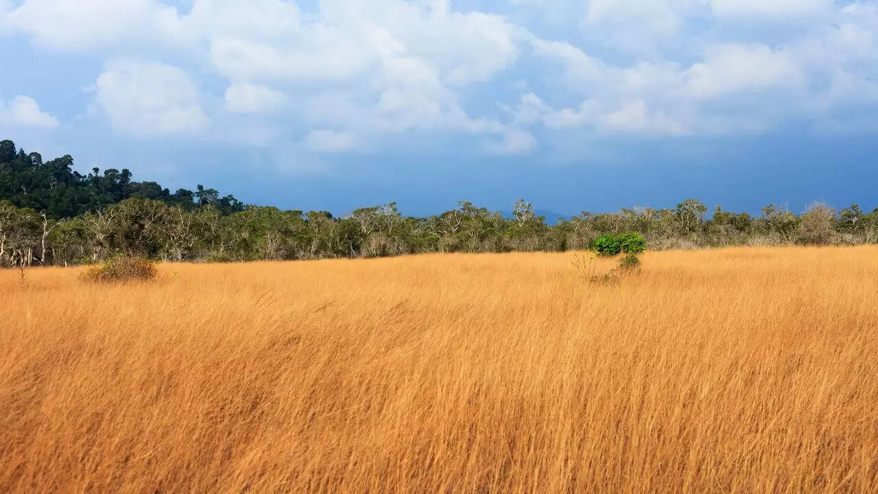8 largest grasslands in the world