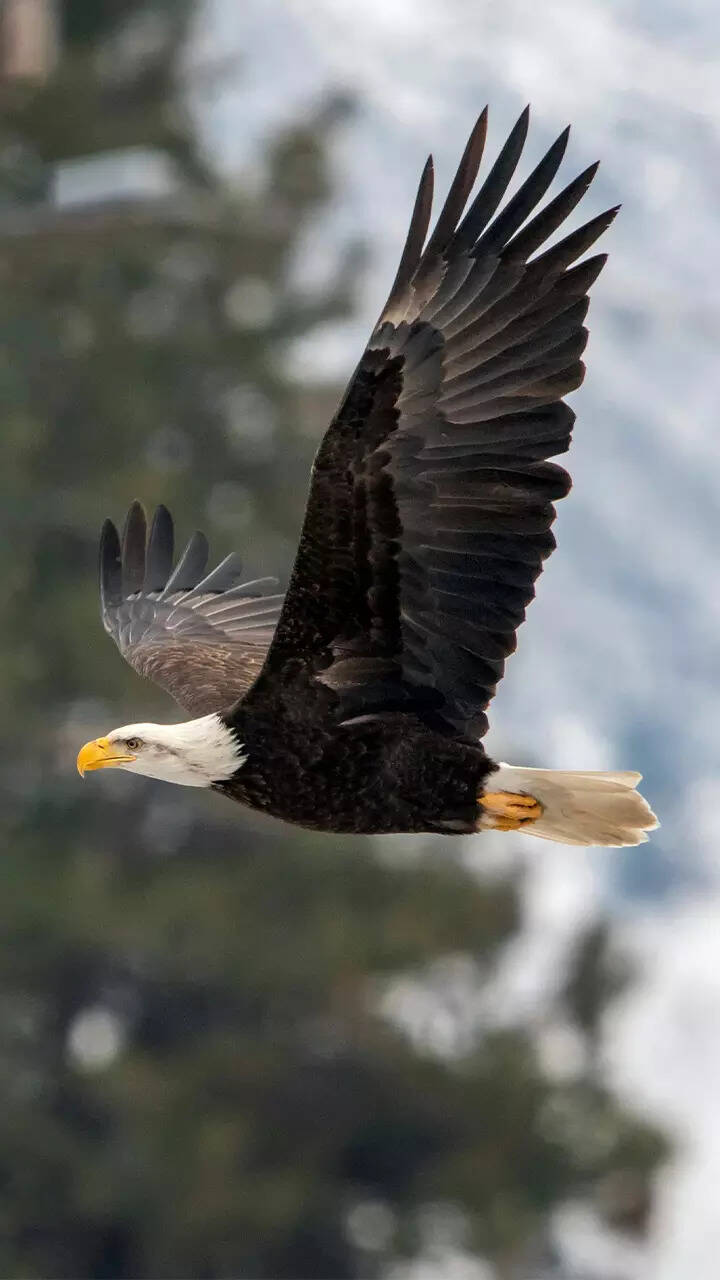 Most Beautiful Eagle In The World Eagle Types: Majestic Birds Of Prey