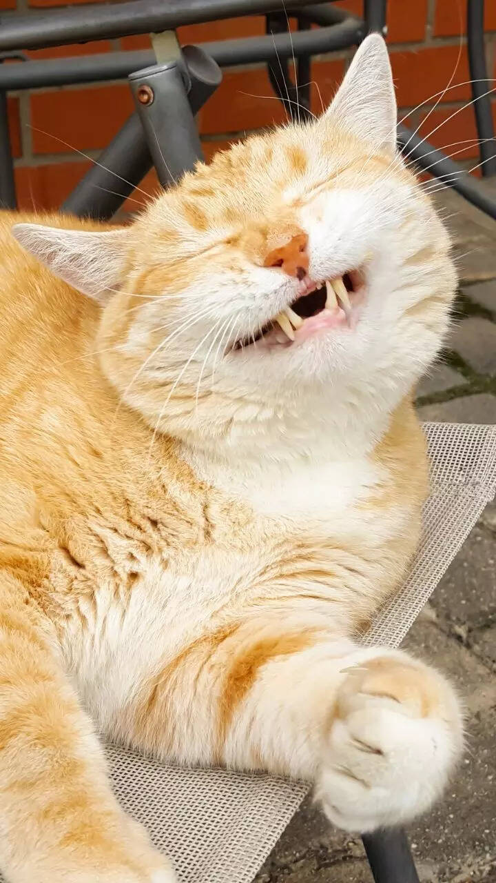Laughing Animal Pictures