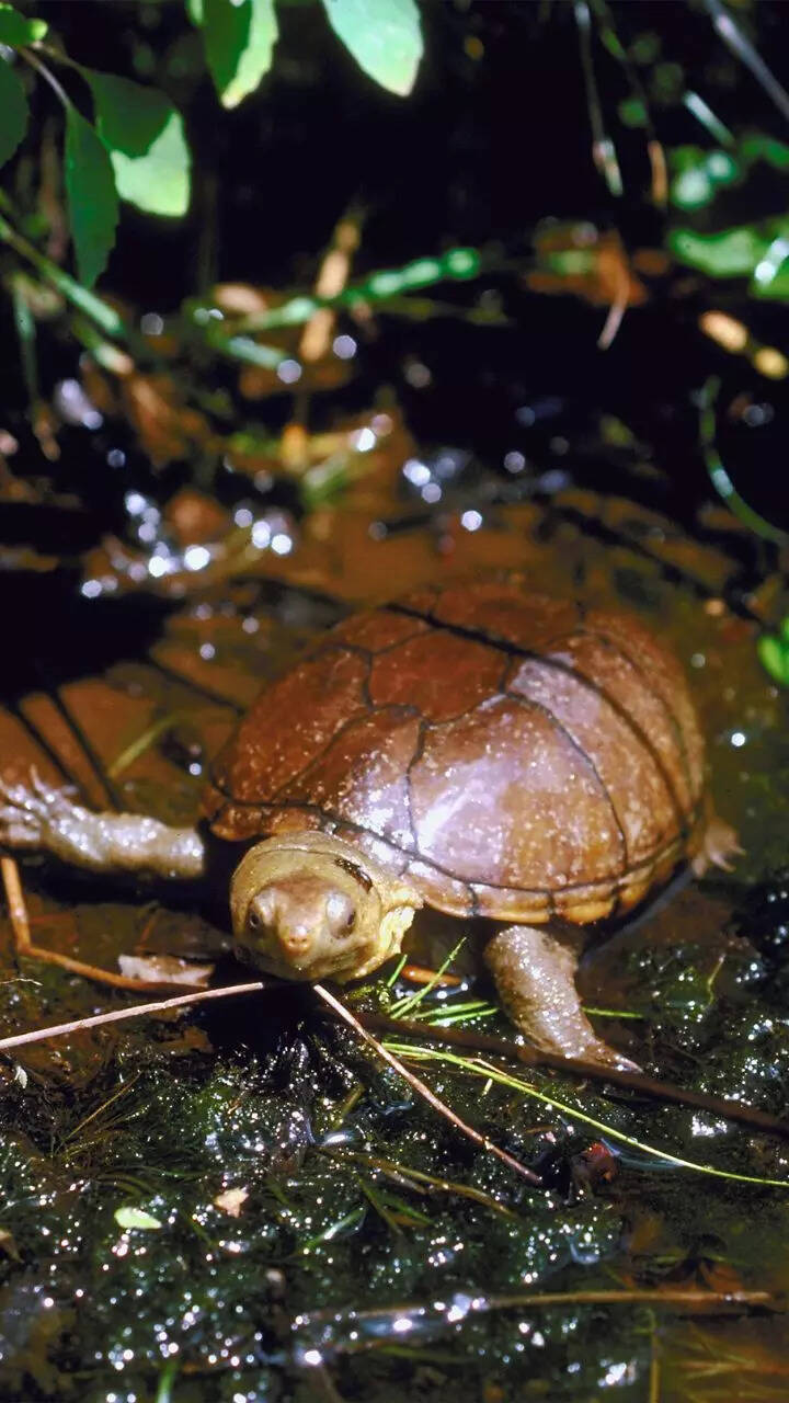 Images Of Animals Living In Water