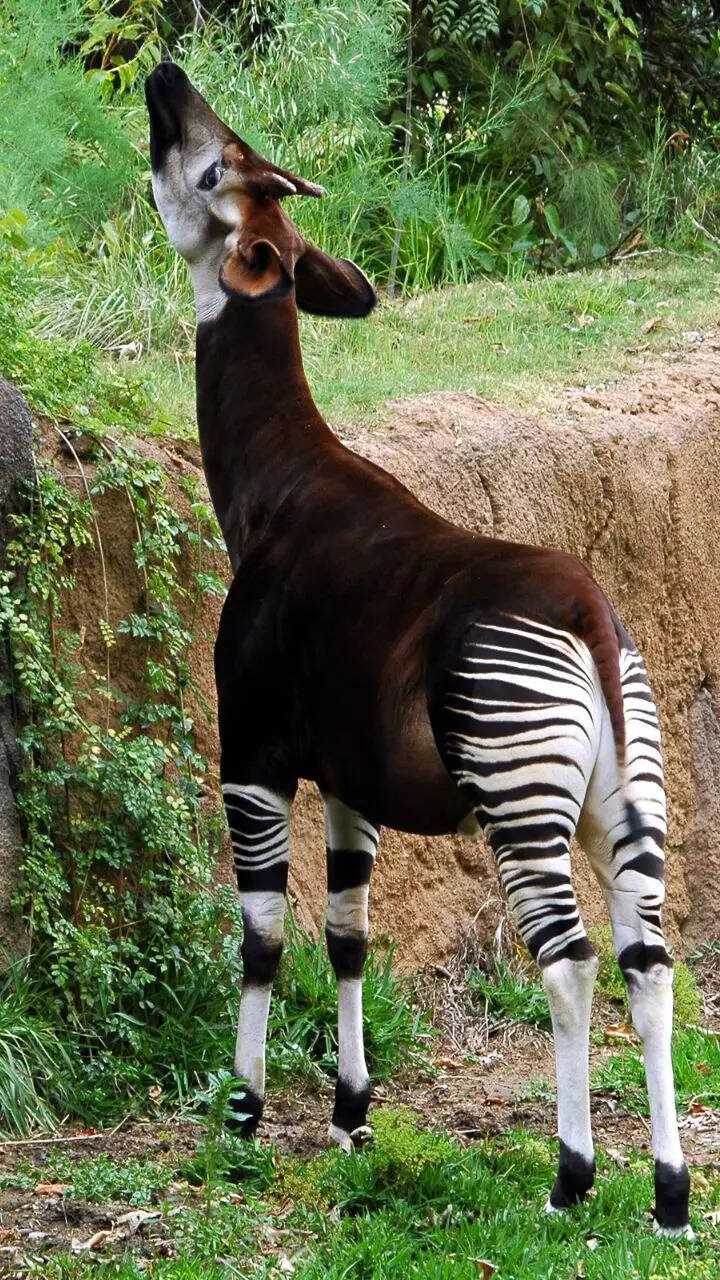 Cool Real Animals Let's Learn About Wild Animals. Fun Facts With Real