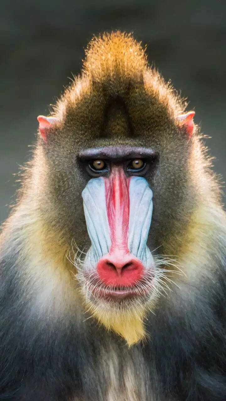 Wild Looking Animals Wild Ones: A Sometimes Dismaying, Weirdly