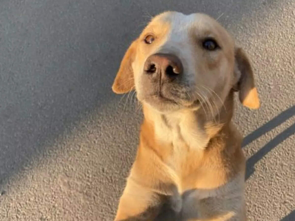 10 fascinating native Indian dog breeds you must know