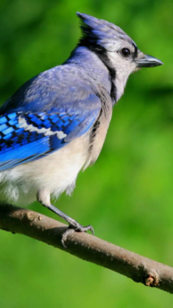 Animal Animals Beautiful Blue