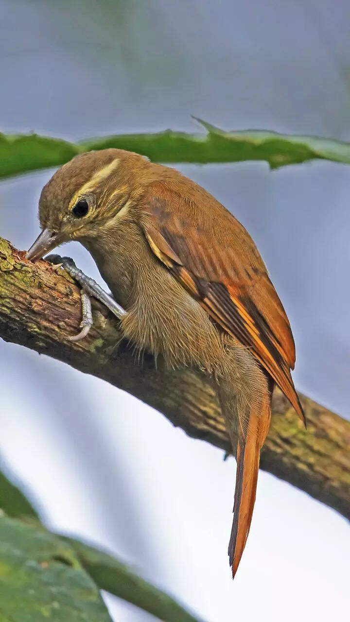 Xenops Facts Black Bushbird Facts For Kids