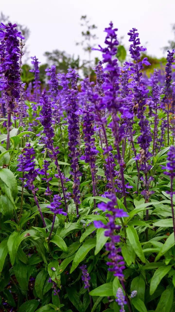 Most Beautiful Purple Flowers 24 Purple Flowers To Brighten Your