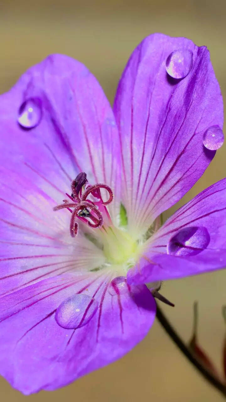 Most Beautiful Purple Flowers 24 Purple Flowers To Brighten Your