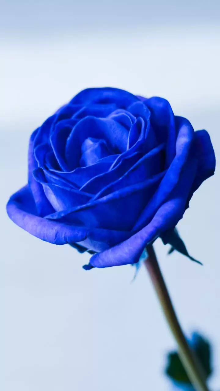 Wallpaper Blue Roses