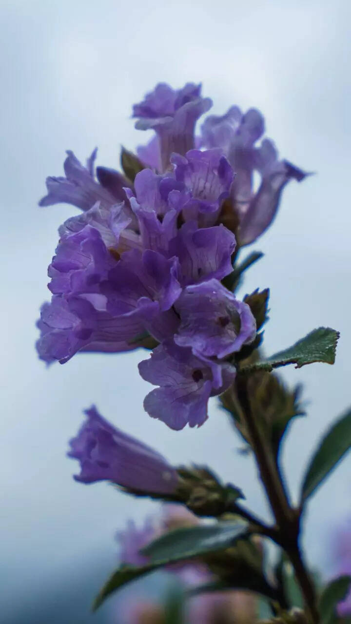 Blue Flowers Names And Pictures In India