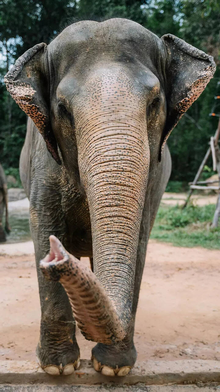 Different Types Of Ears Animals
