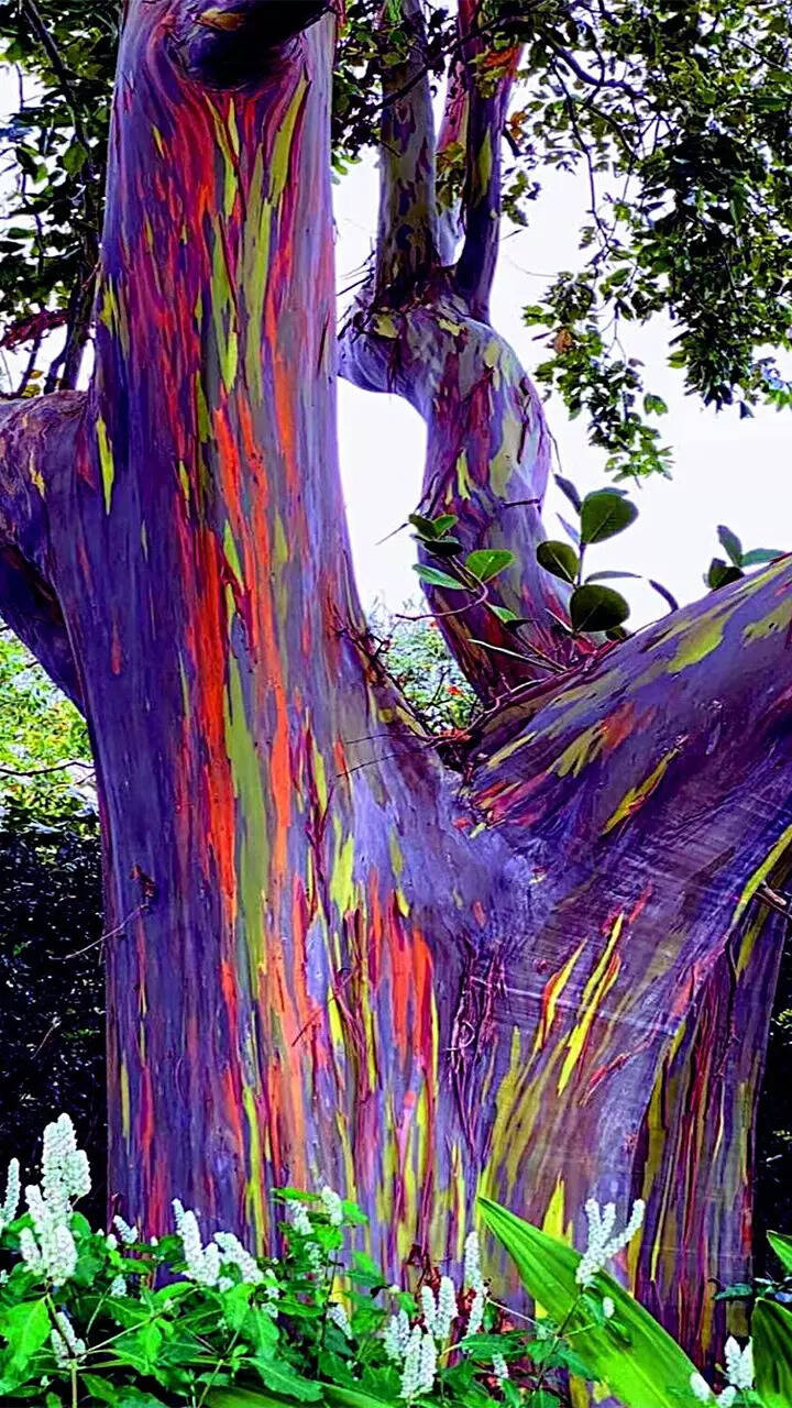 Rainbow Eucalyptus Tree Facts Tannin Filled Bark Gives Rainbow