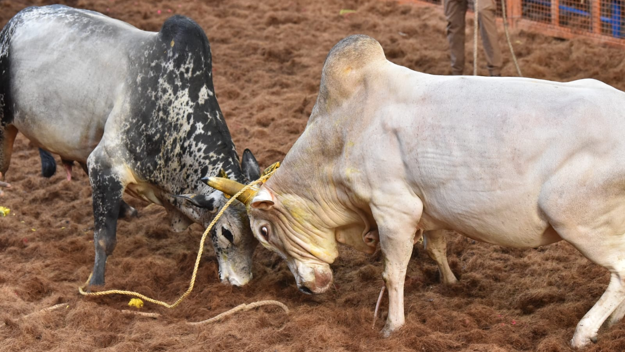 Photos: Untamed bulls and daring tamers highlight Tamil Nadu's ...