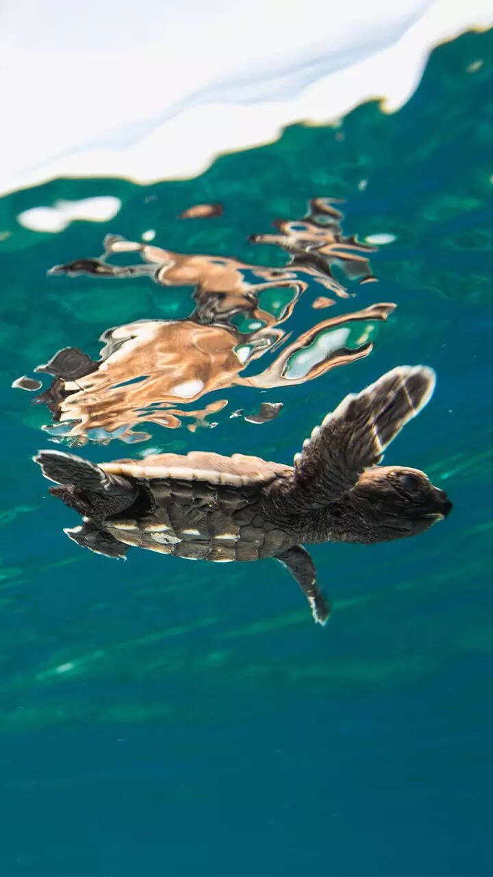 Beautiful Sea Creatures 10 Most Beautiful Sea Animals | Times Of India