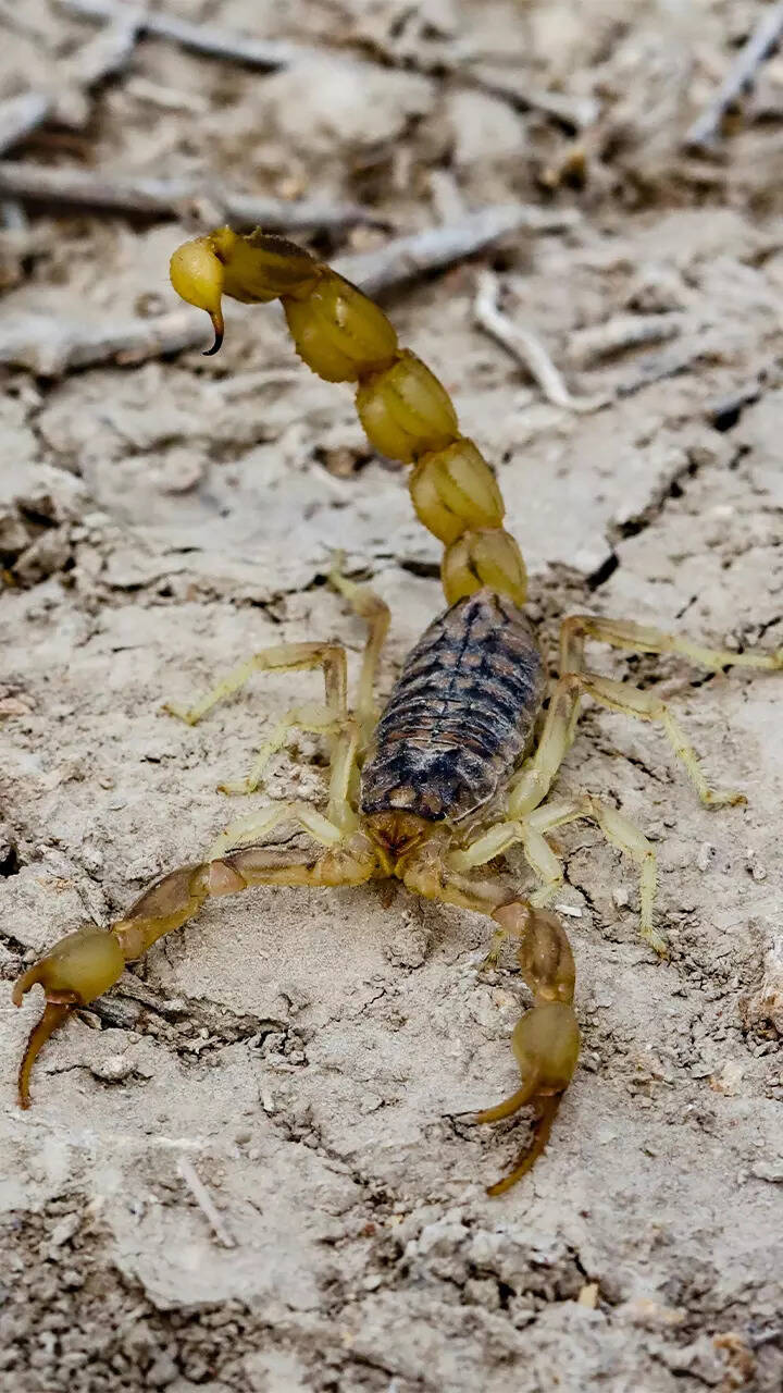Most Poisonous Scorpion In The World South Africa's Most Dangerous