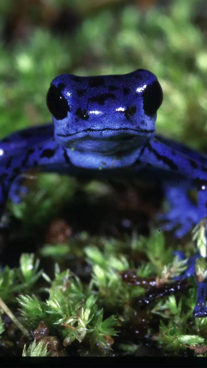 Weird Rainforest Animals 21 Strange Animals That Live In The