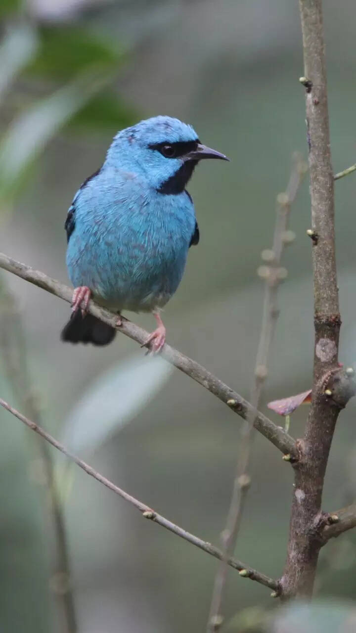 Animal Animals Beautiful Blue