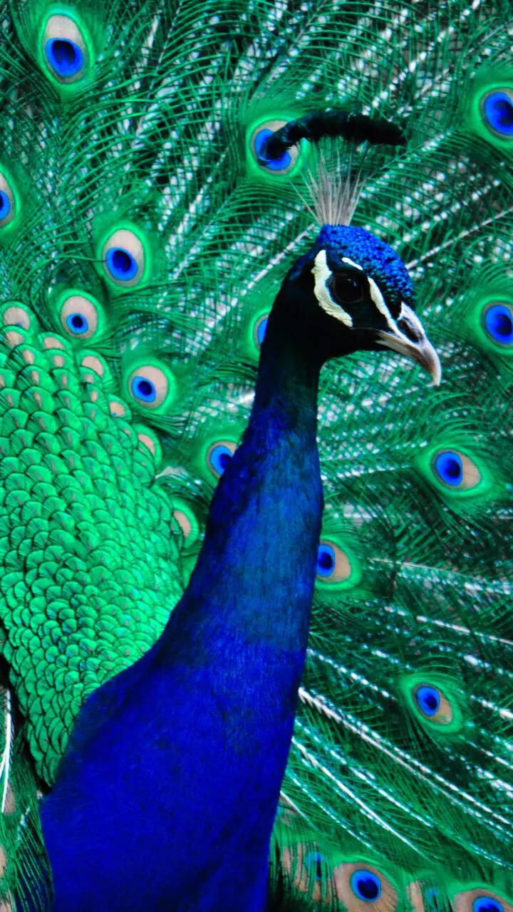 Animal Animals Beautiful Blue