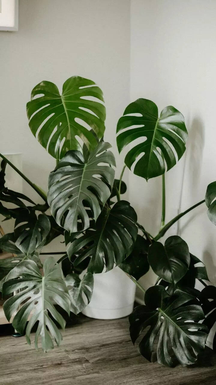 Indoor Plant Names 11 Popular Indoor Plants With Names You Won't