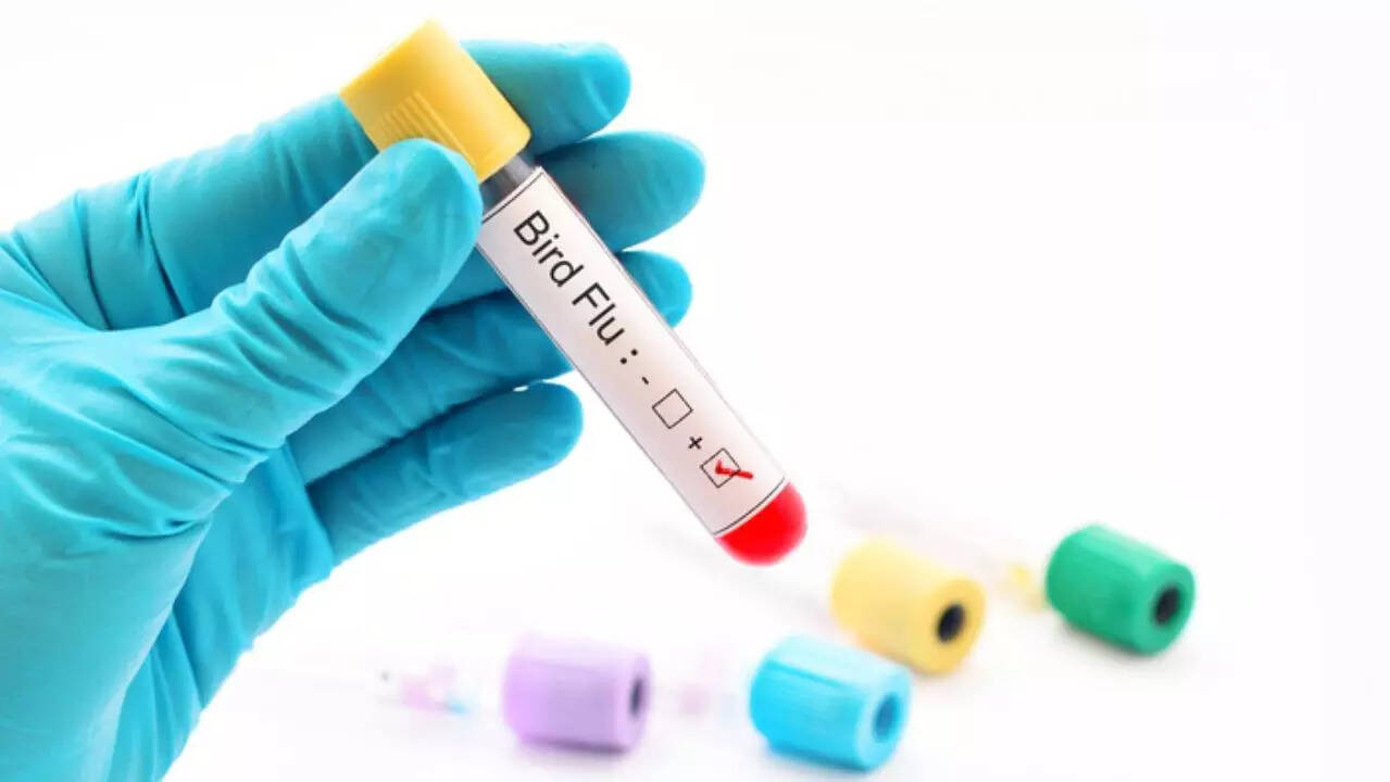 Can bird flu become airborne and trigger a new…