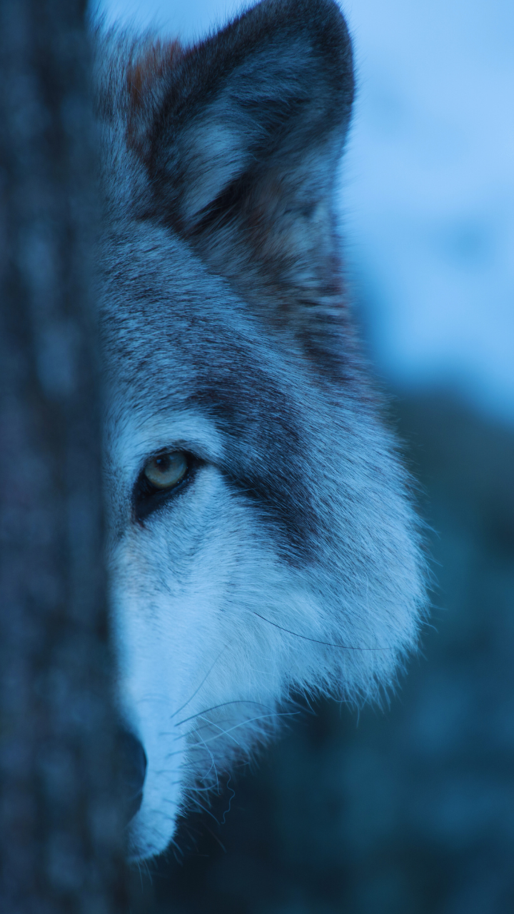 Wolf Tumblr Backgrounds