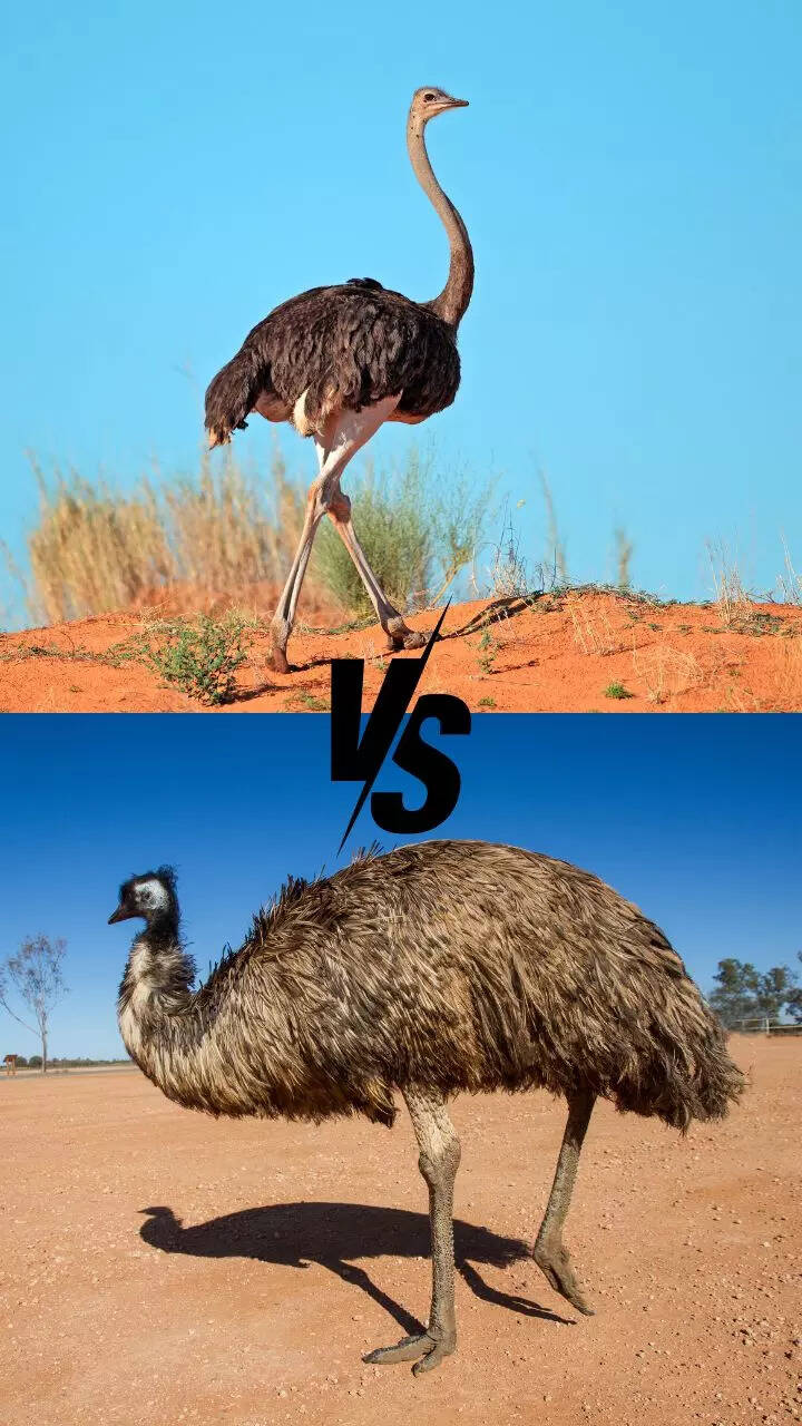 Emu And Ostrich Comparison Emu Or Ostrich: Spot The Difference Between