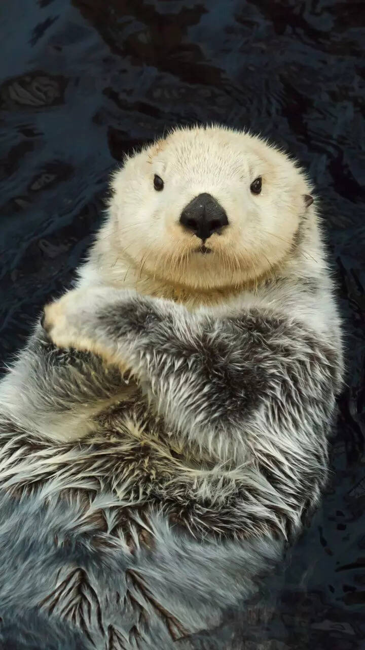 Worlds Most Adorable Wild Animals