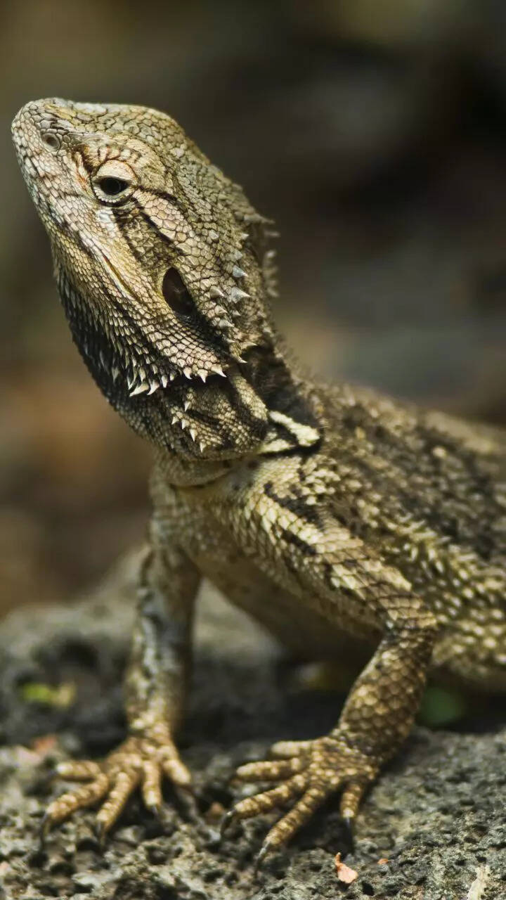 Ancient Animals That Still Exist Meet The Prehistoric Animal That