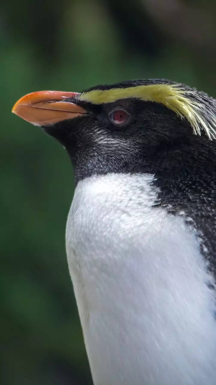 Penguin Head 6,600+ Penguin Head Stock Photos, Pictures & Royalty Free
