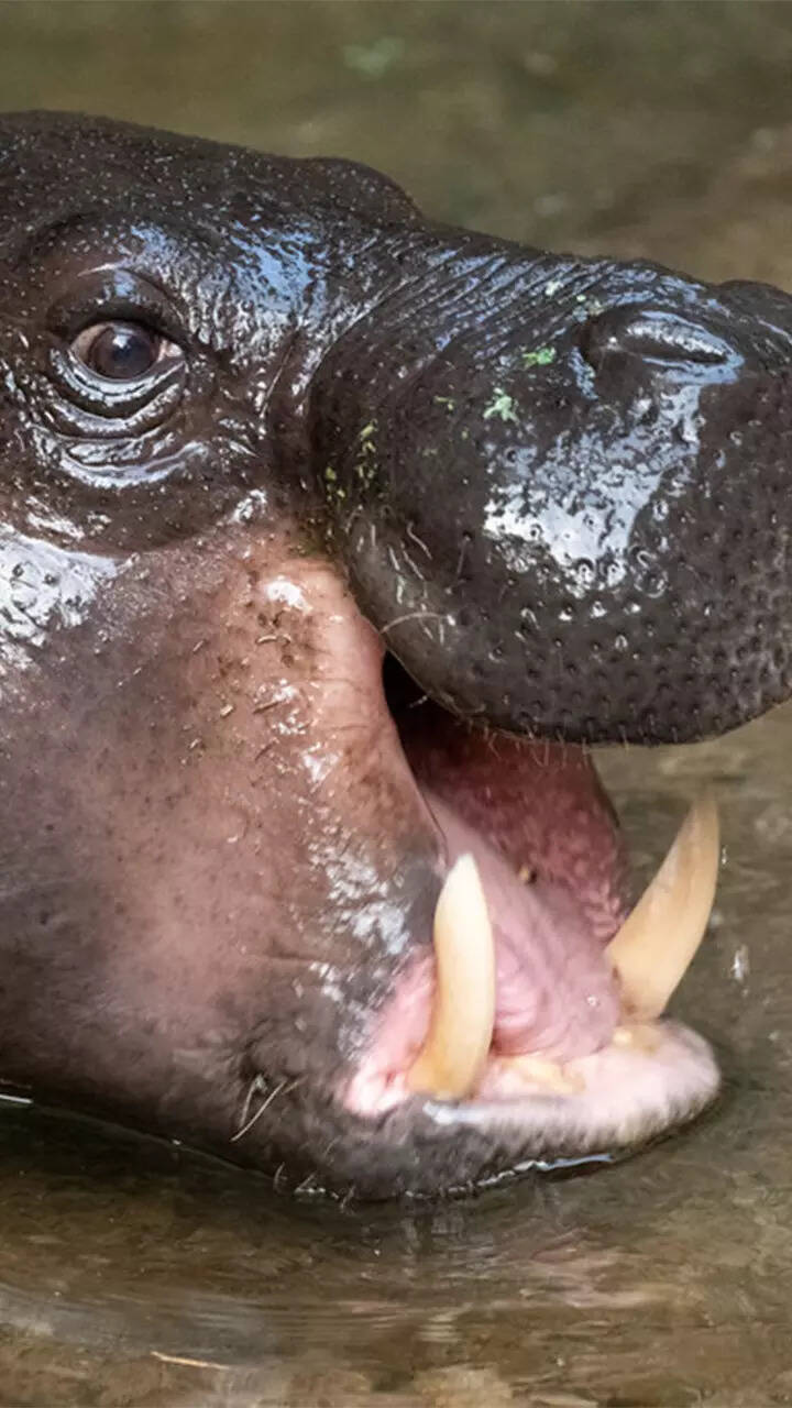 Hippo Bite Pressure 🦛 Hippos Are Capable Of Producing Around 1,800