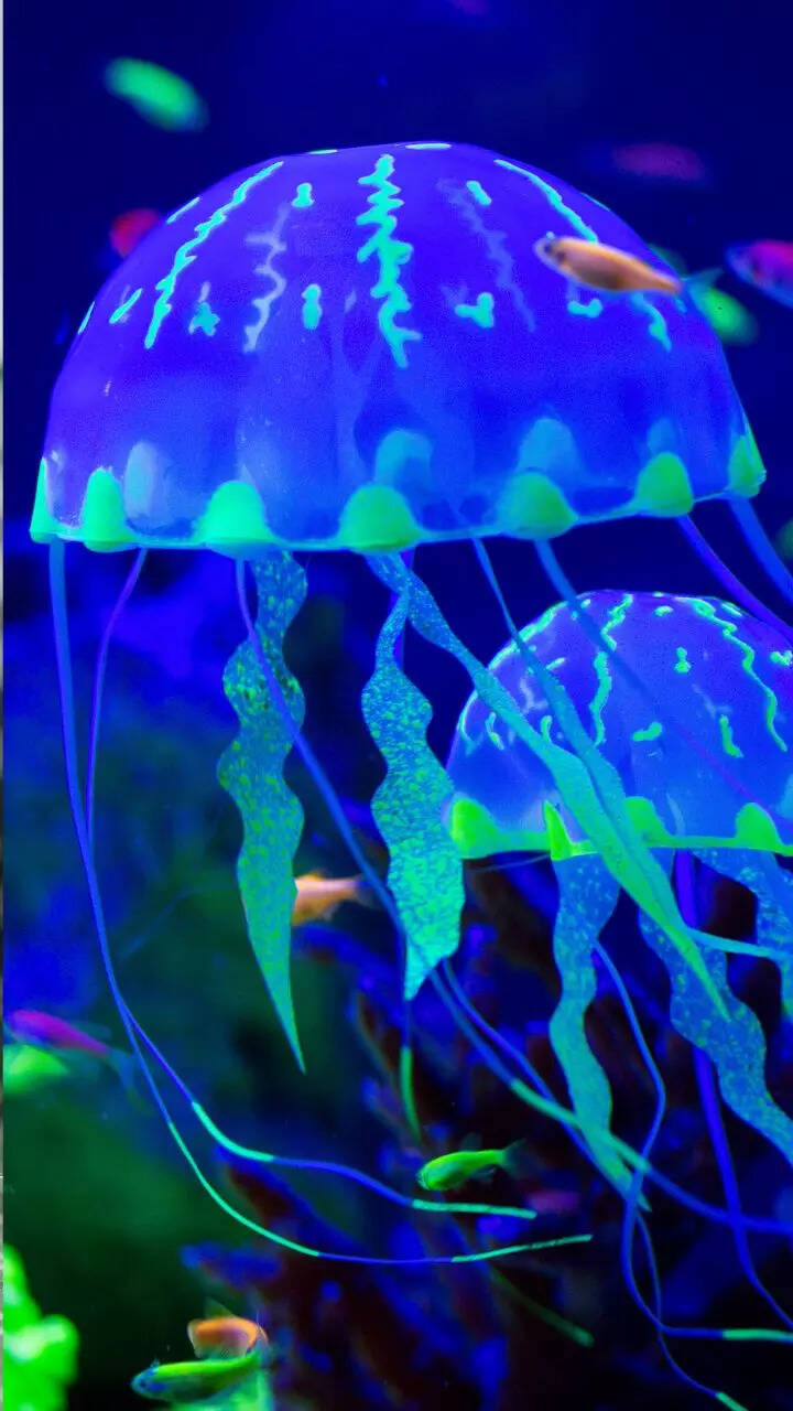 The Real Sea World 10 Stunning Photos Of Amazing A Visit To SeaWorld