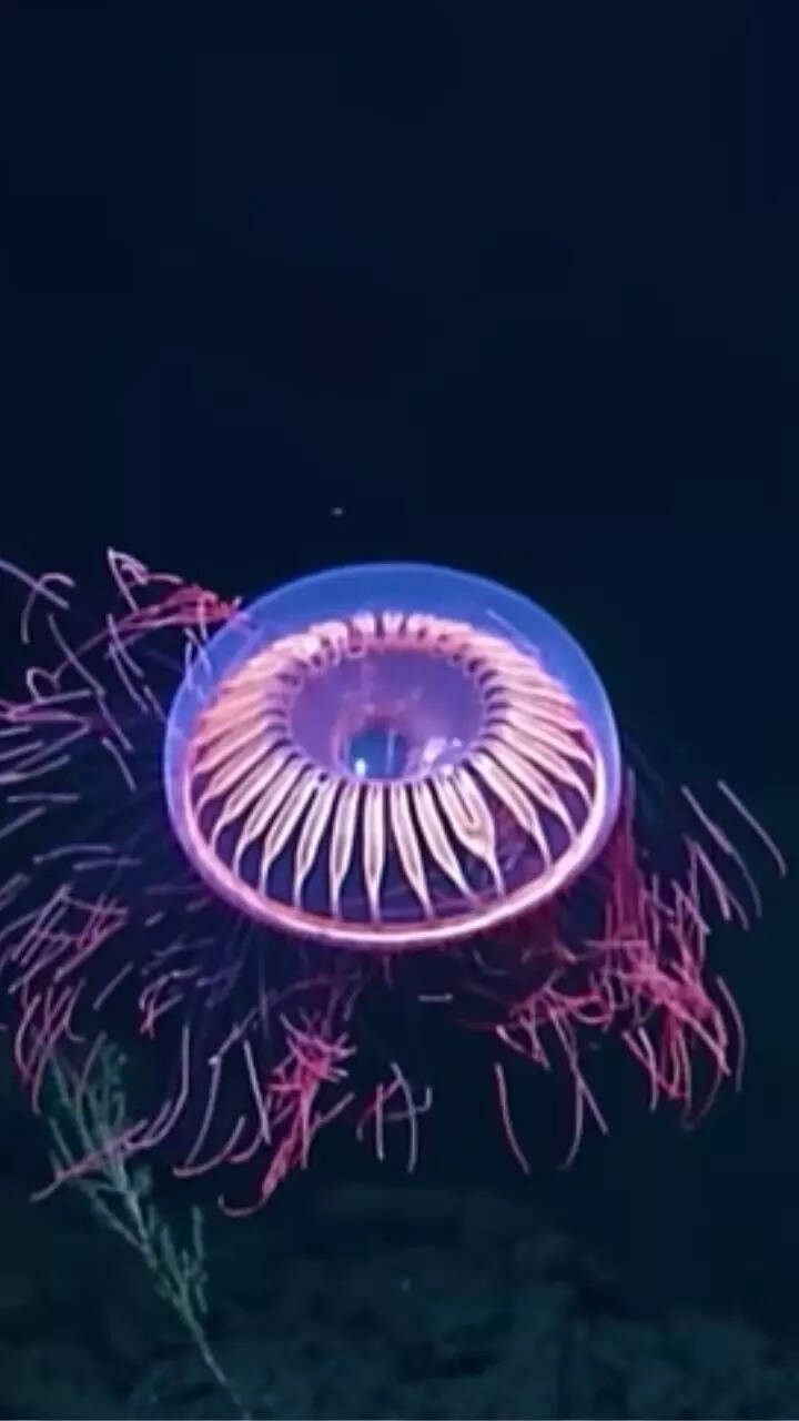 Rare Jellyfish
