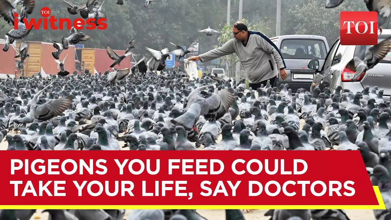 Doctors Warn That Feeding Pigeons Could Be Killing You | I Witness