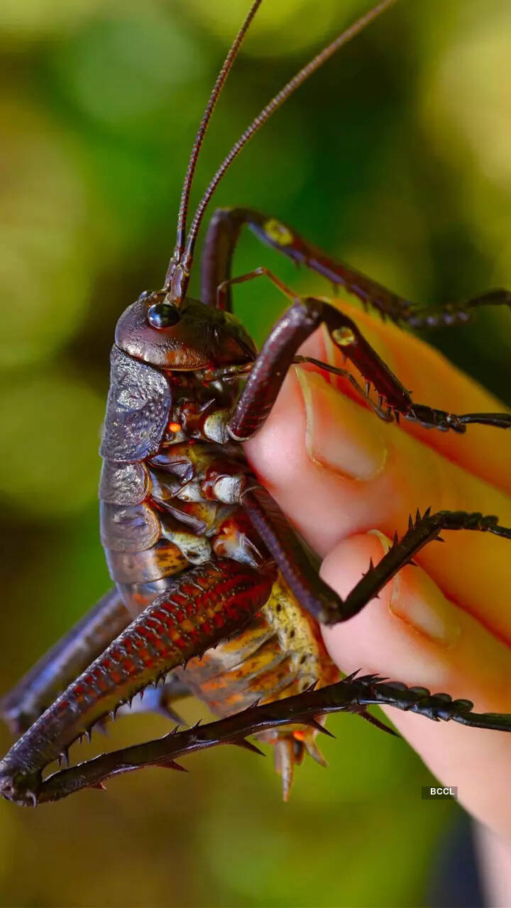 Giant Weta Bug New GIANT CRICKET From Madagascar 63mm Insect