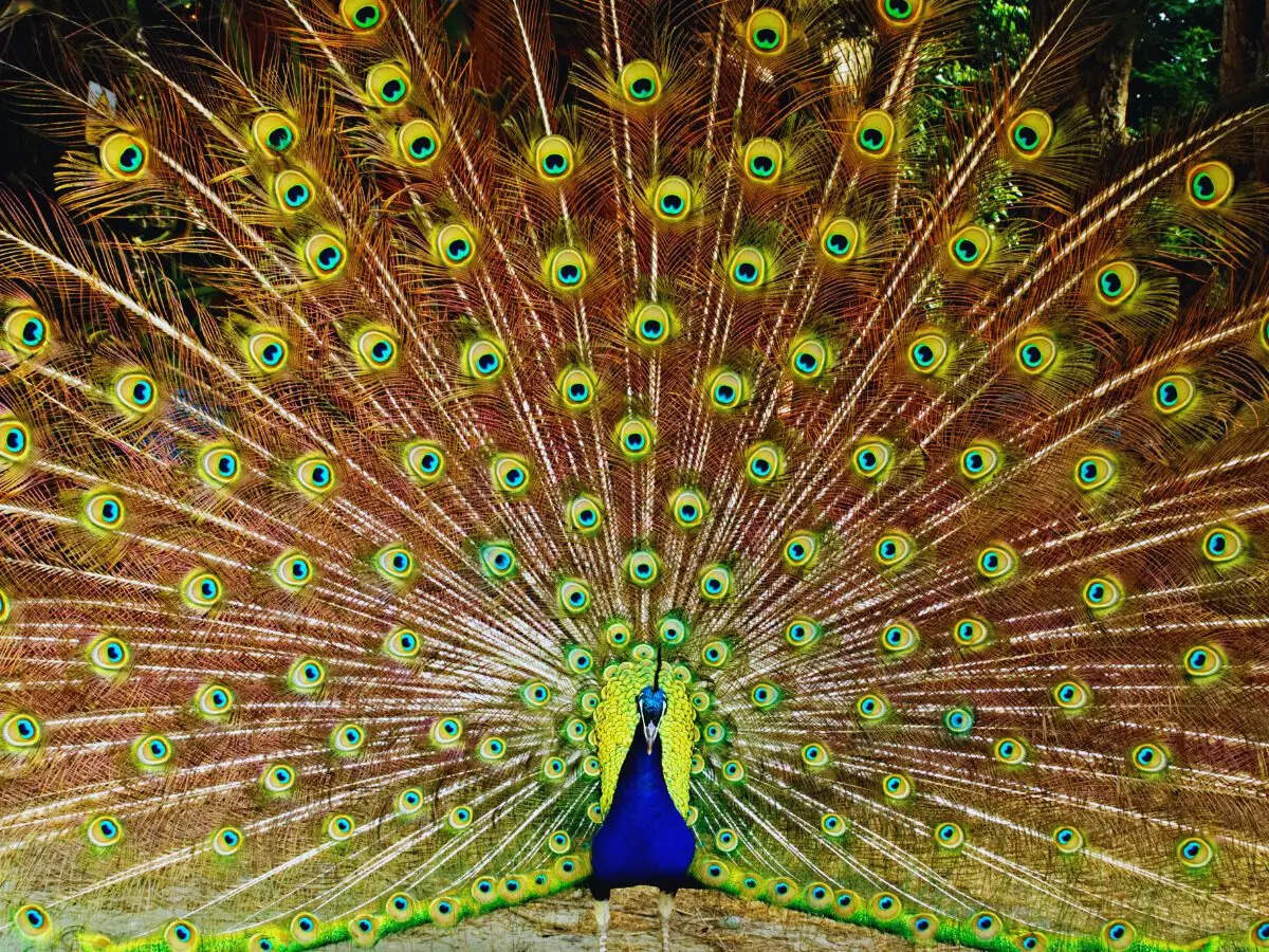 5 most colourful birds to spot in Indian jungles