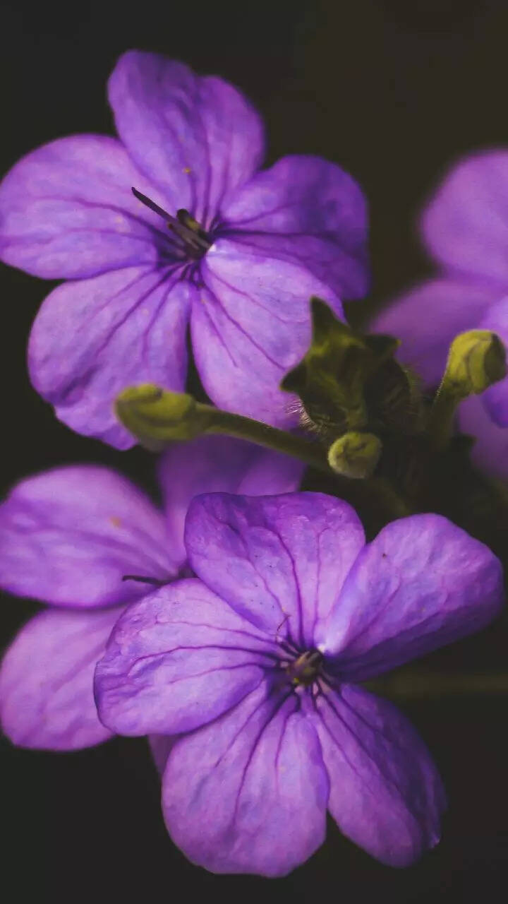 Most Beautiful Purple Flowers 24 Purple Flowers To Brighten Your