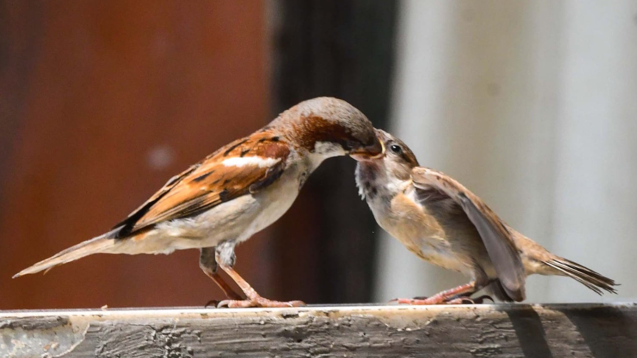 Photos: A picture-perfect ode to our feathered wonders on World Sparrow Day