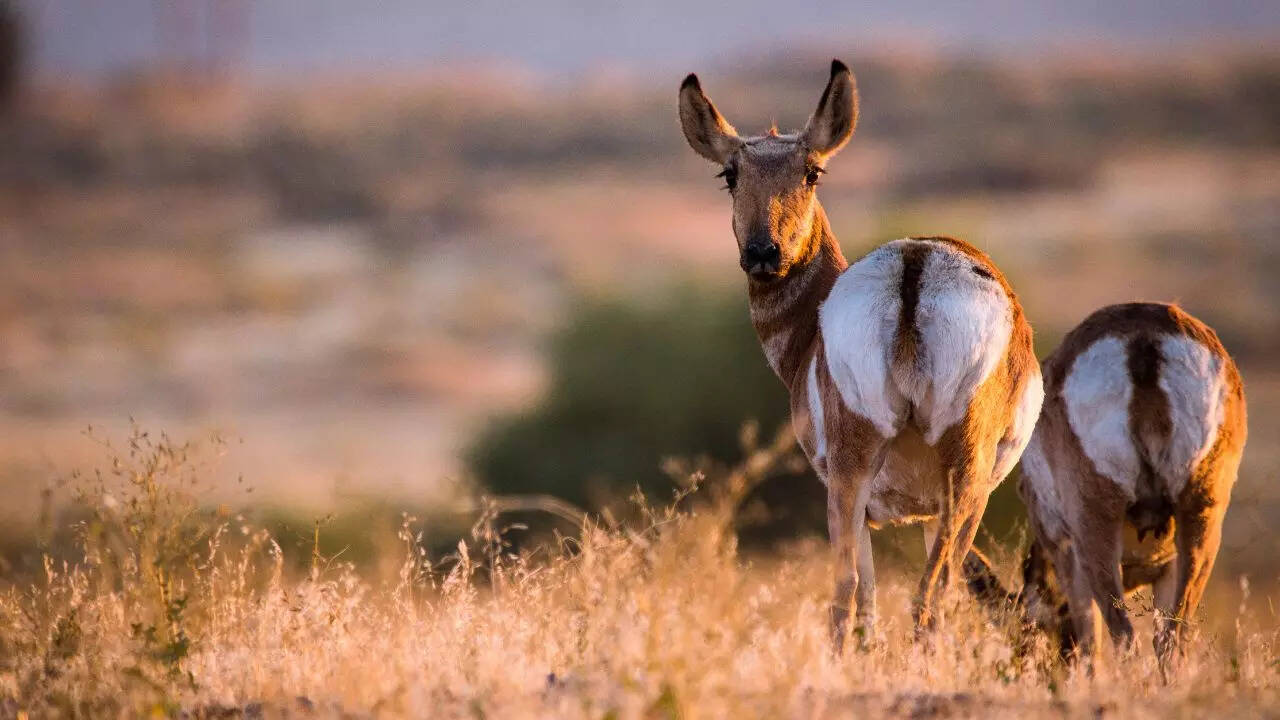 8 rare hybrid animals created by humans and their unique traits