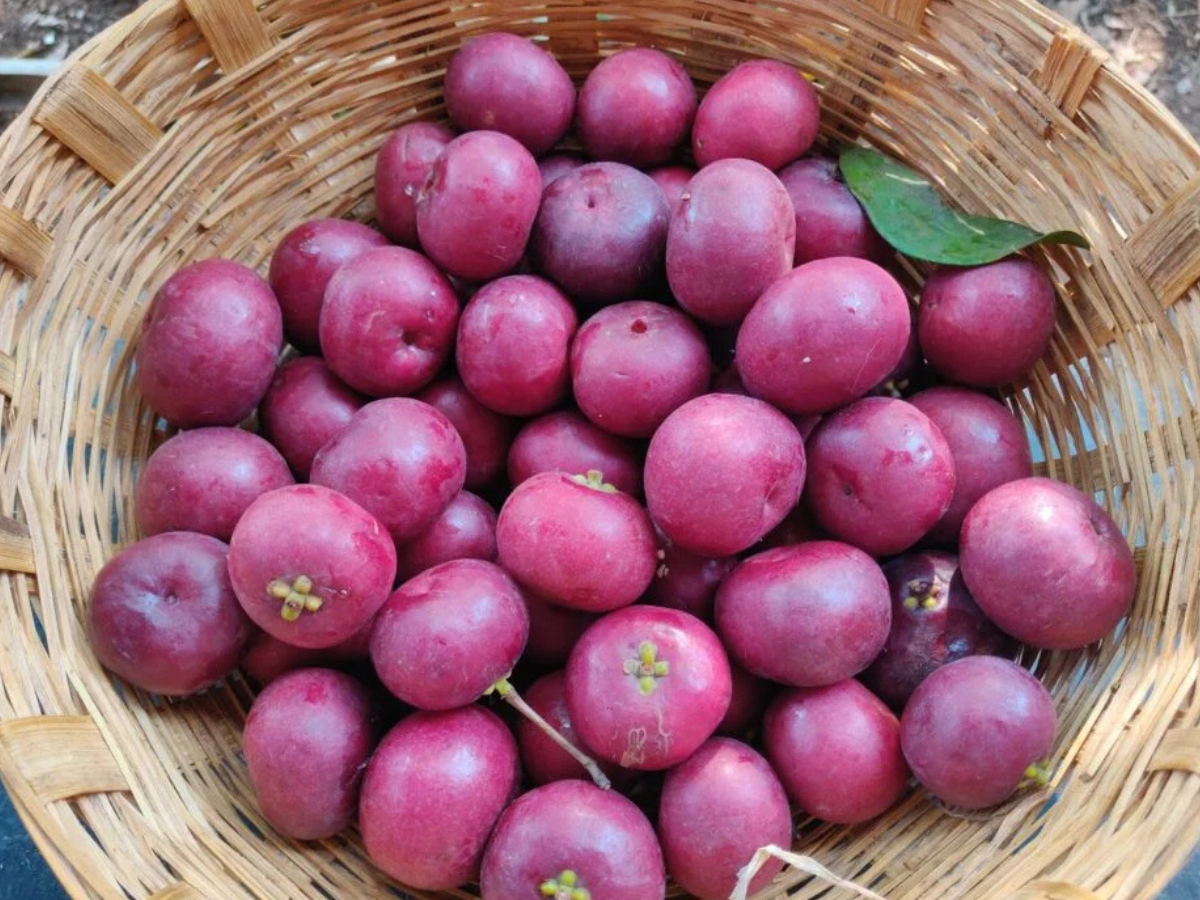 Kokum Benefits: 7 benefits of adding kokum in summer diet