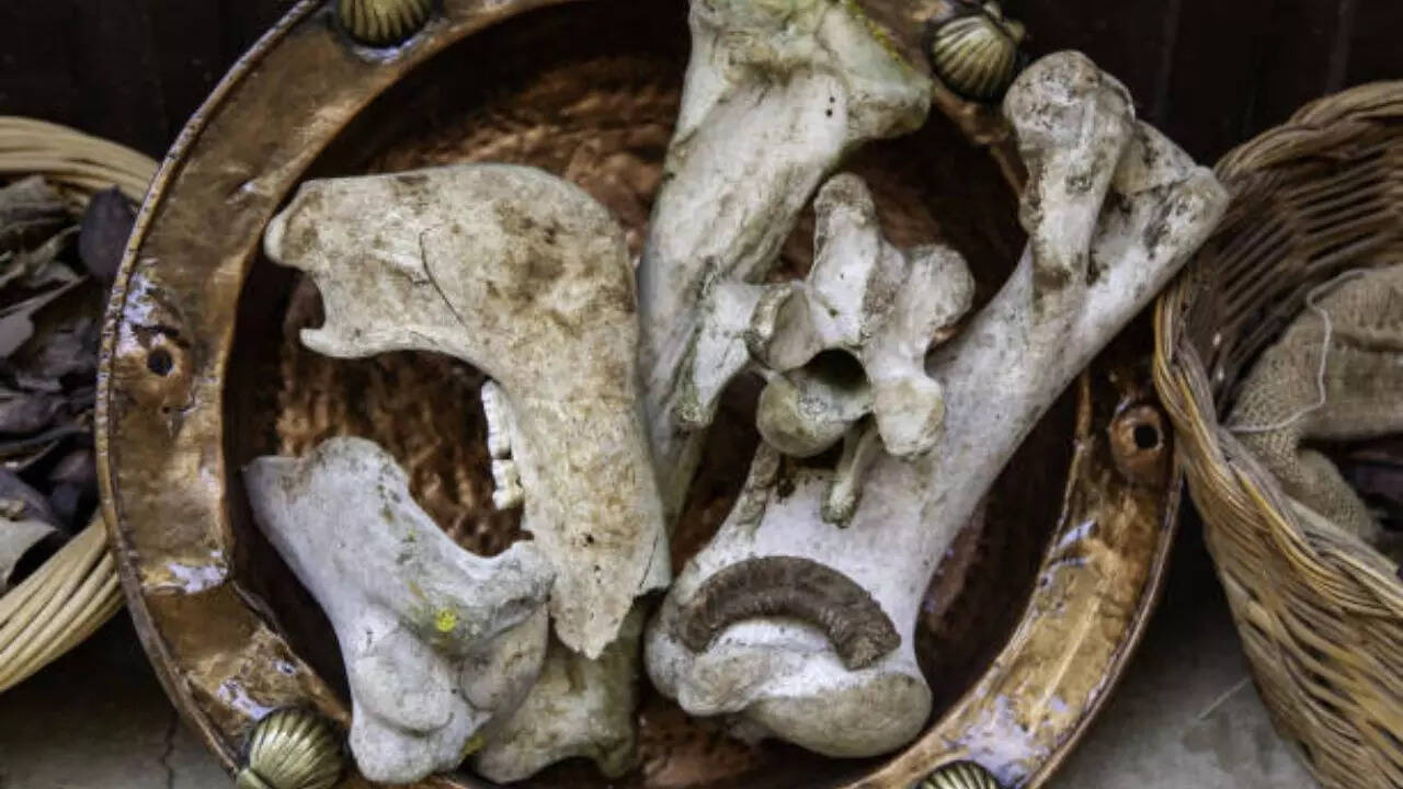 5 shocking ways bones were used in history you probably didn’t know