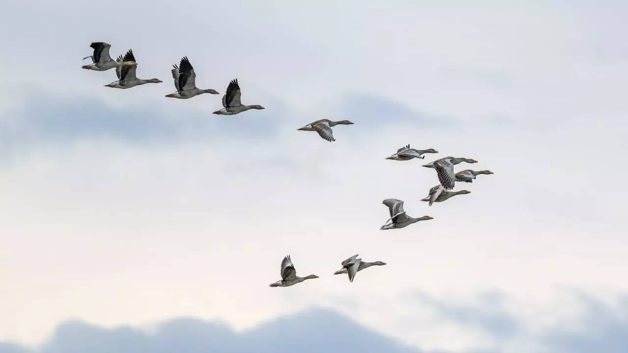 Why birds fly in a V shape