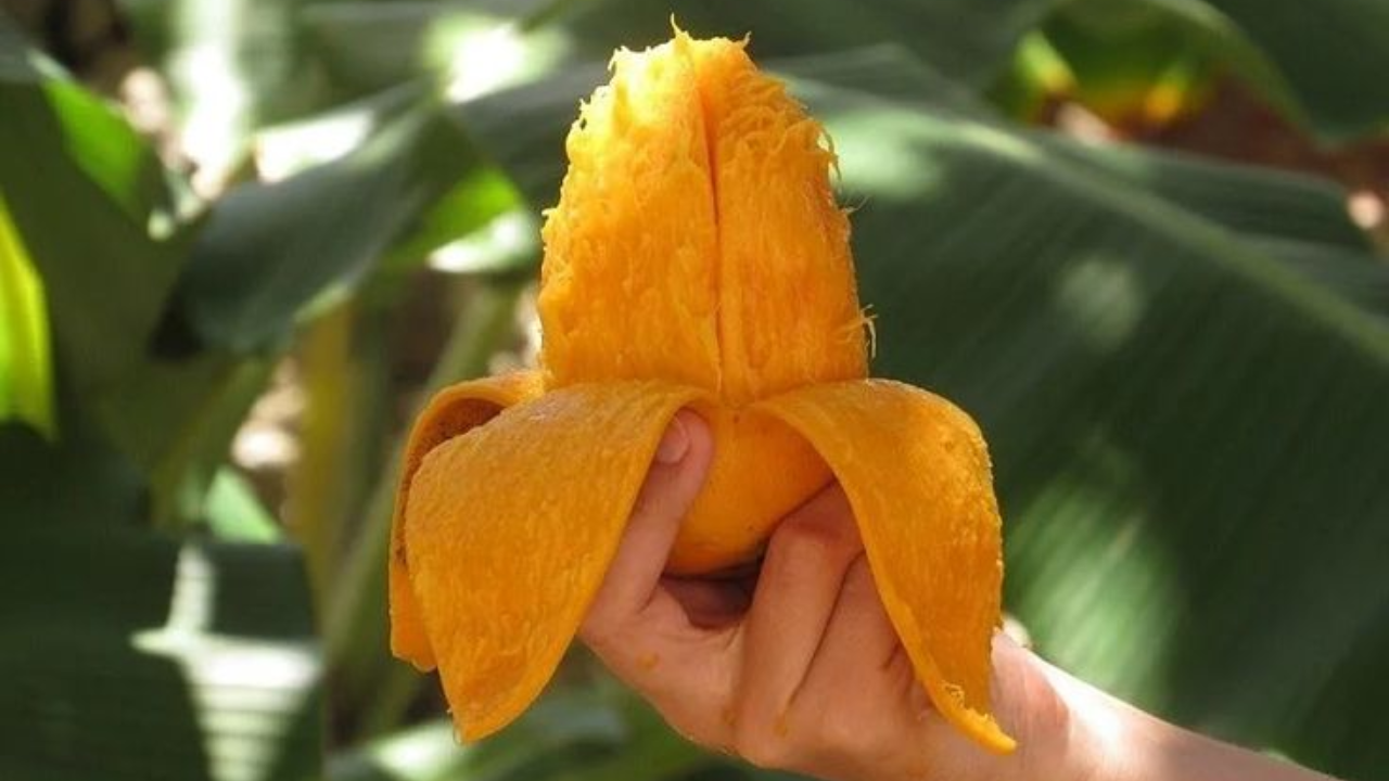 Surprising benefits of mango peel for skin